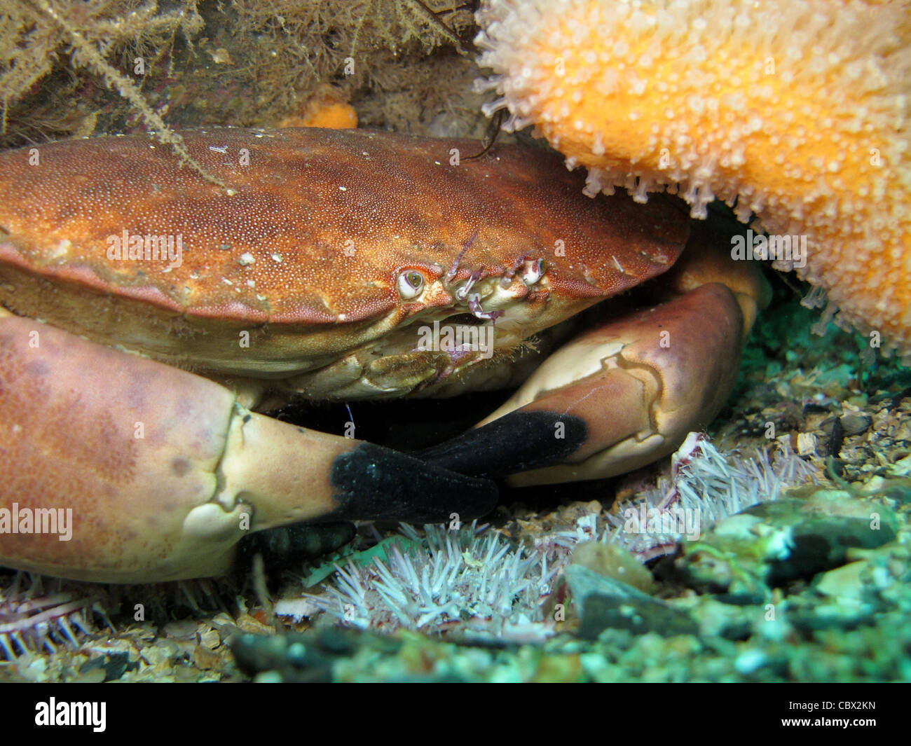 Edible crab in natural environment hi-res stock photography and images ...