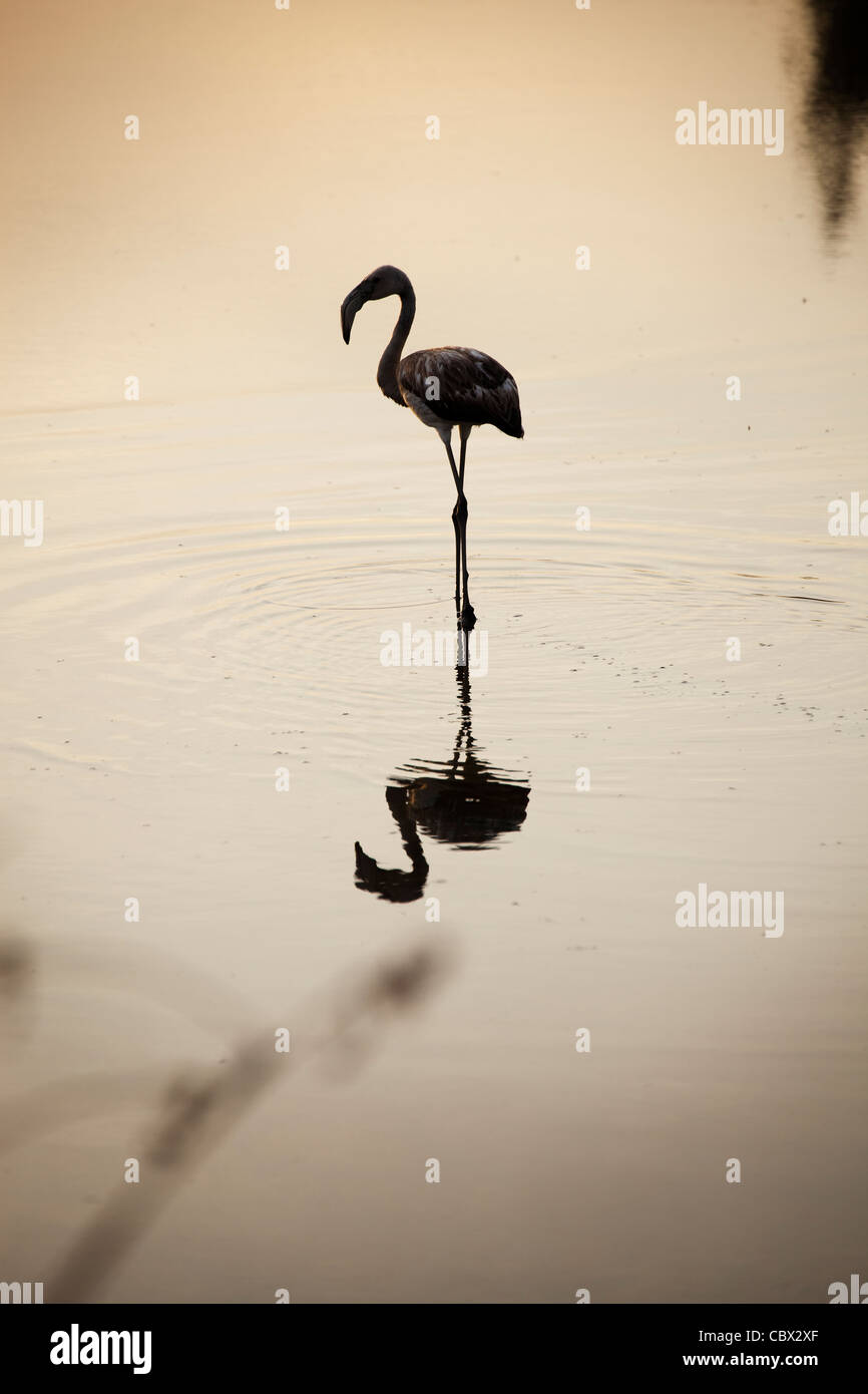 Pink flamingo at sunset hi-res stock photography and images - Alamy