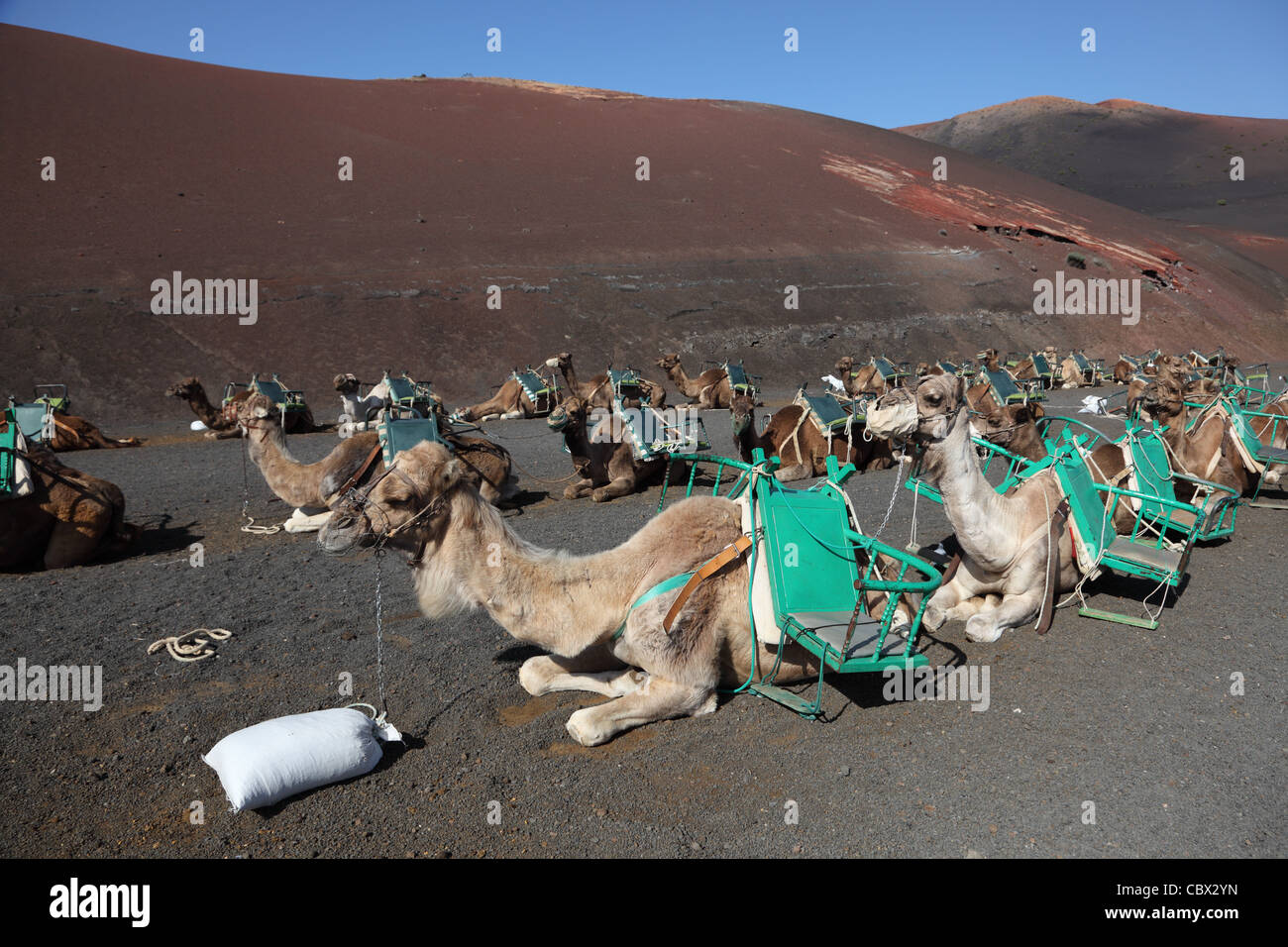 Lanzarote animals hi-res stock photography and images - Alamy