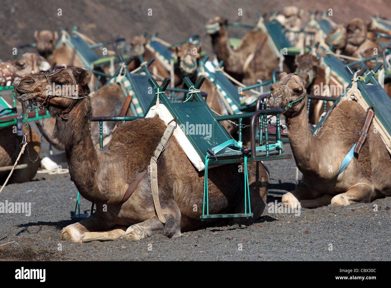 Lanzarote animals hi-res stock photography and images - Alamy