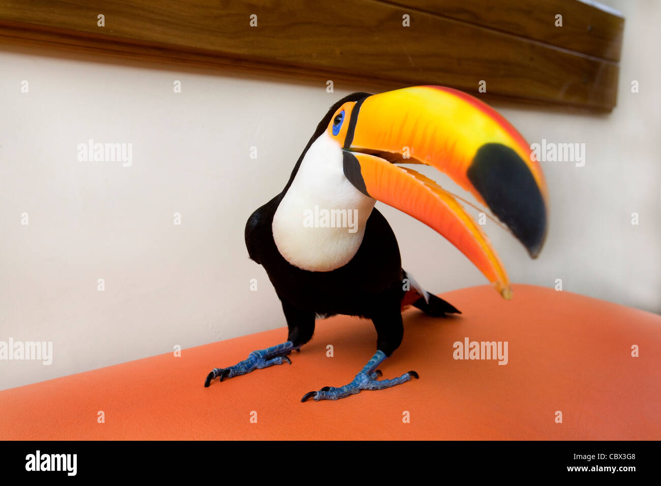 Pet toucan hi-res stock photography and images - Alamy