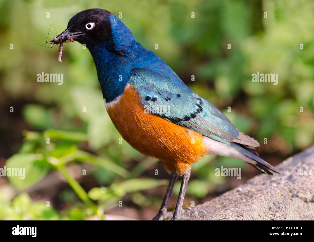 Superb Starling at Lake Naivasha, Kenya Stock Photo - Alamy