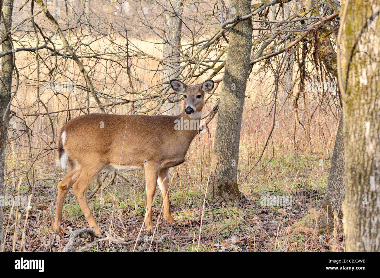 Whitetail Deer Doe standing at the edge of the woods Stock Photo - Alamy