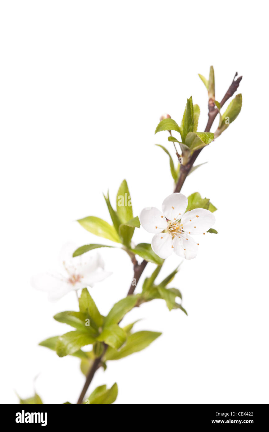 Blossom Cut Out Stock Images & Pictures - Alamy