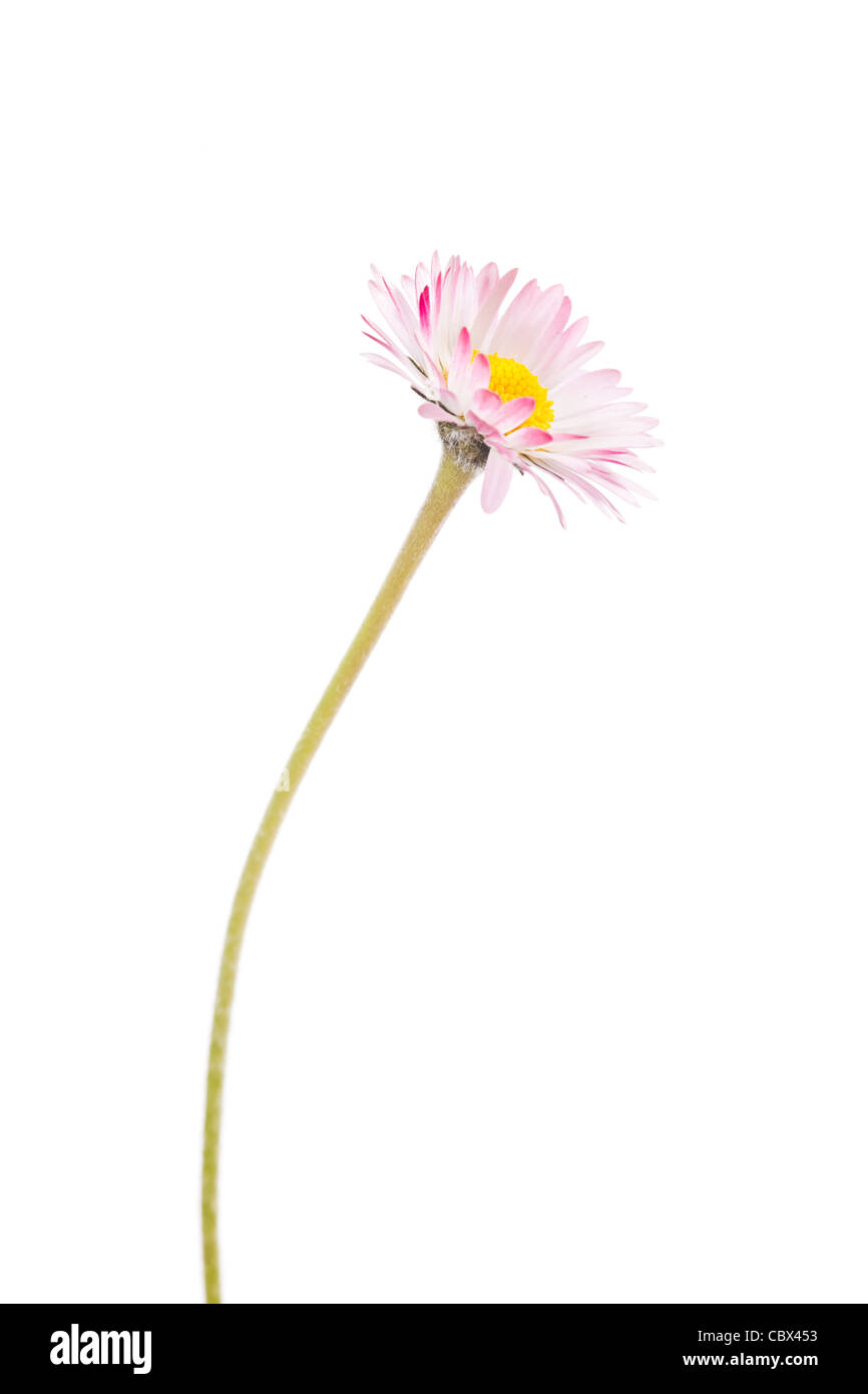 Daisy flower bed Cut Out Stock Images & Pictures - Alamy