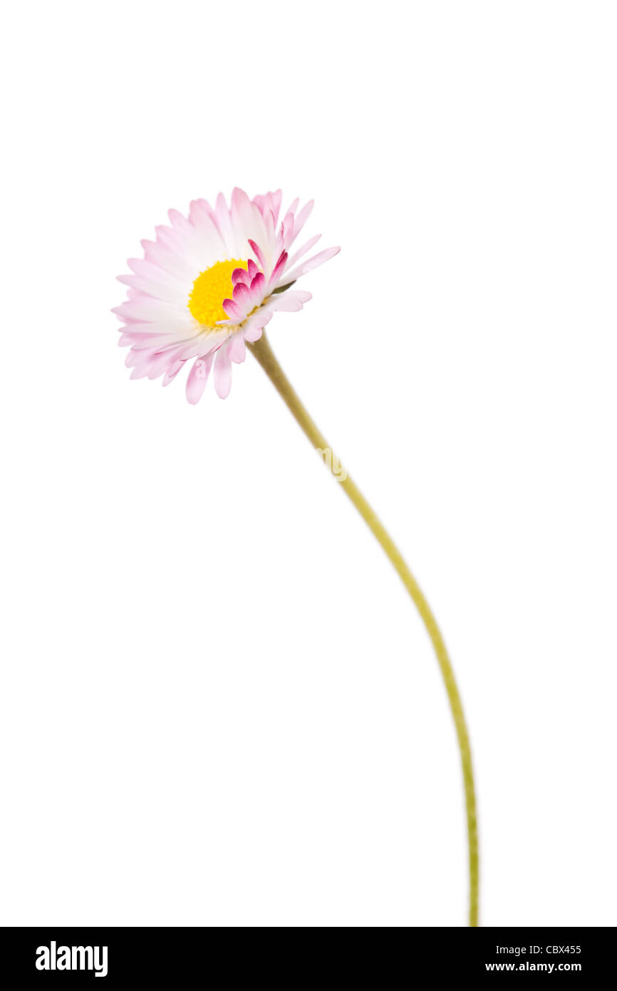 fresh daisy herb Stock Photo - Alamy