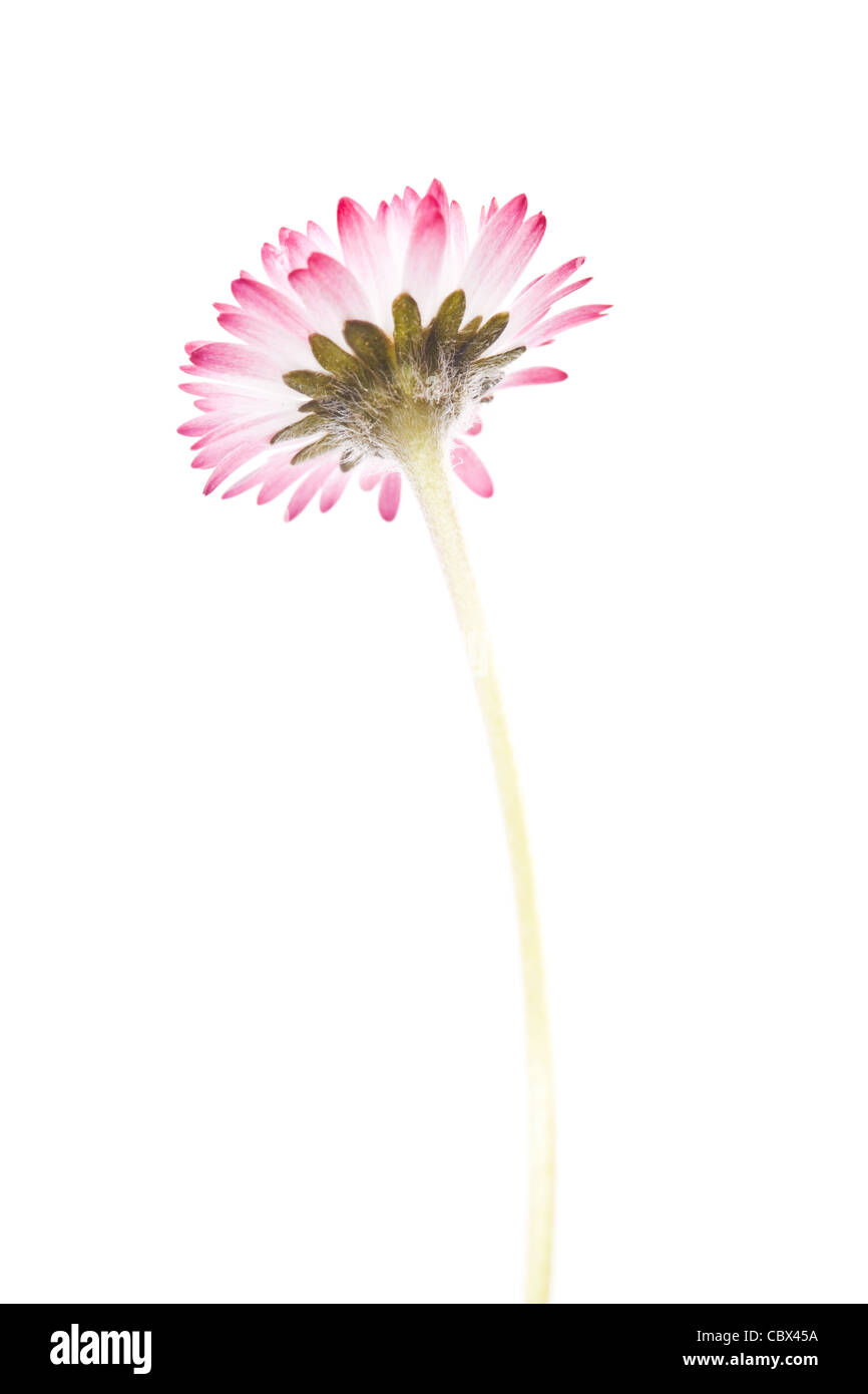 fresh daisy herb Stock Photo - Alamy