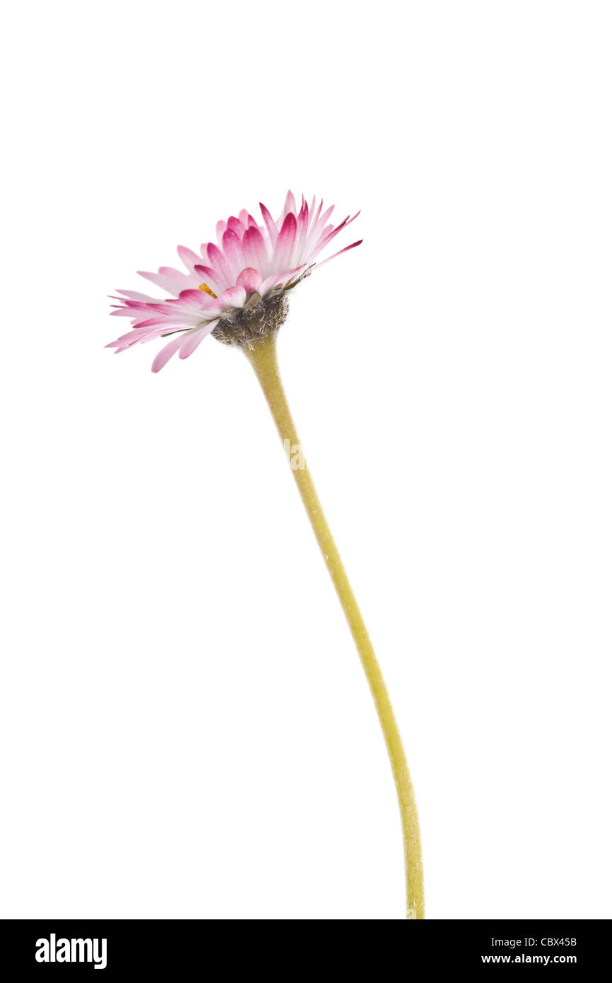 fresh daisy herb Stock Photo - Alamy