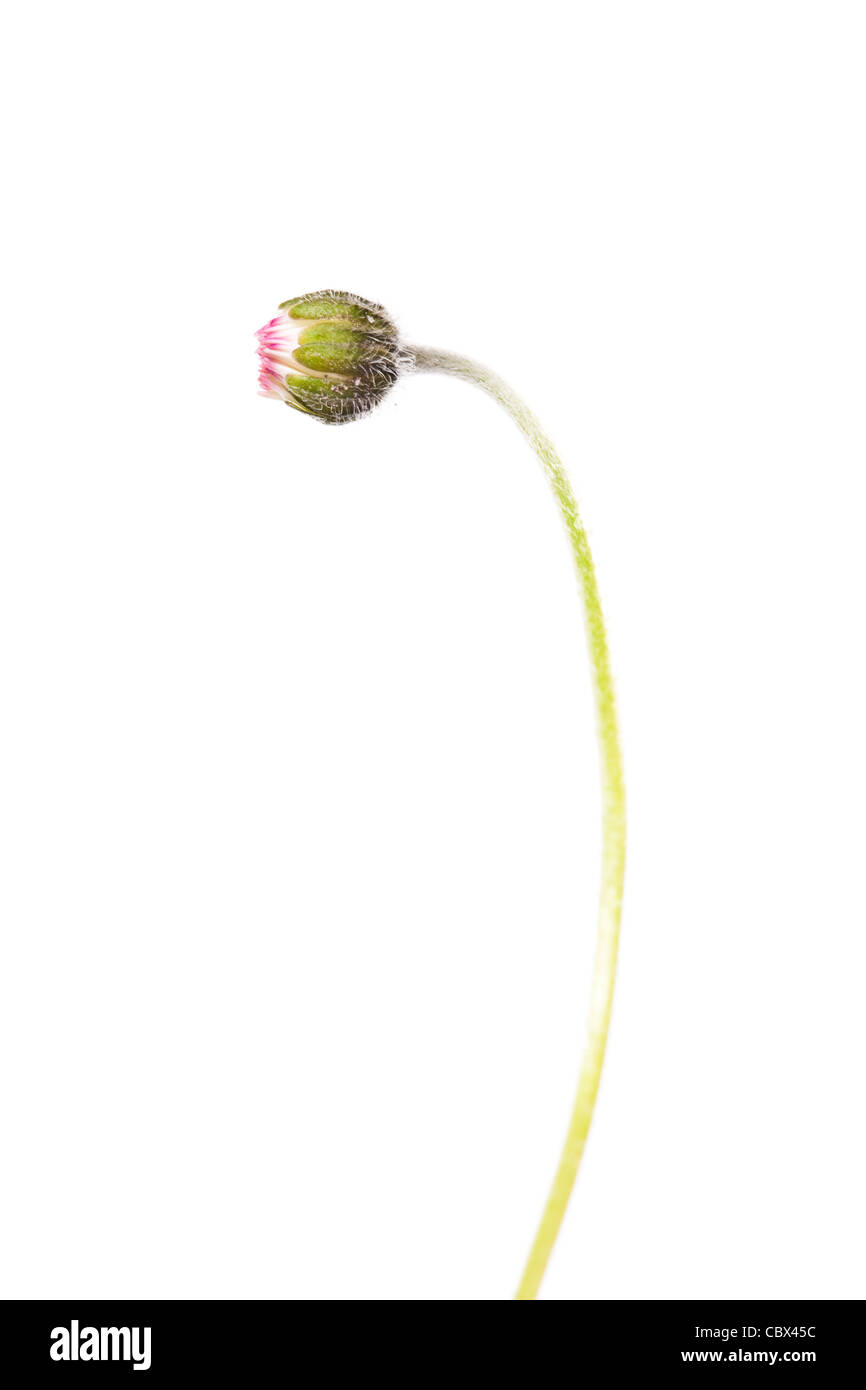 fresh daisy herb Stock Photo - Alamy