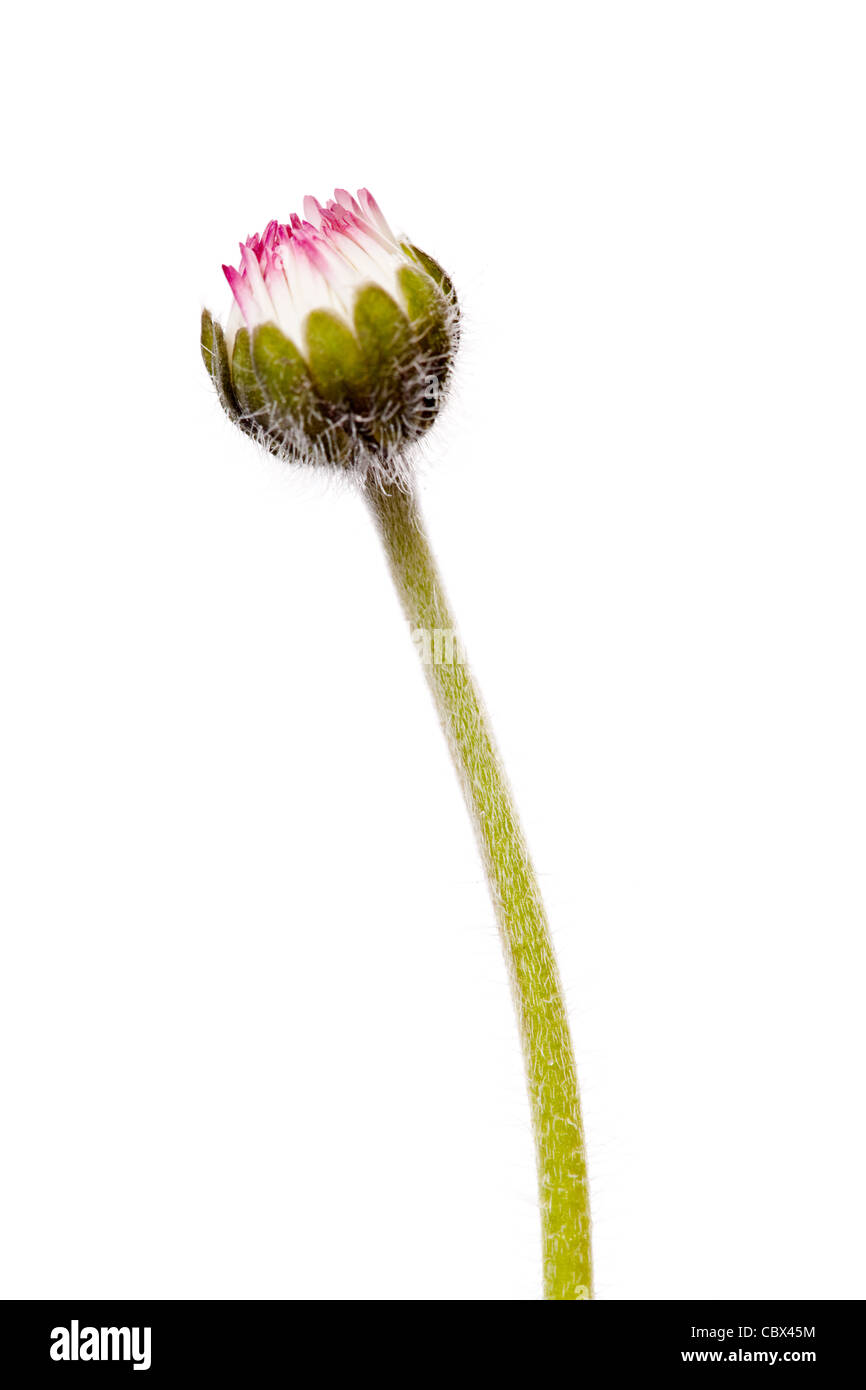 fresh daisy herb Stock Photo - Alamy