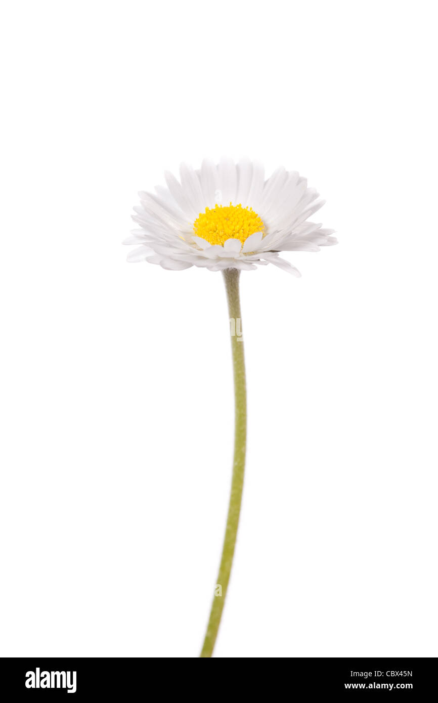 fresh daisy herb Stock Photo - Alamy