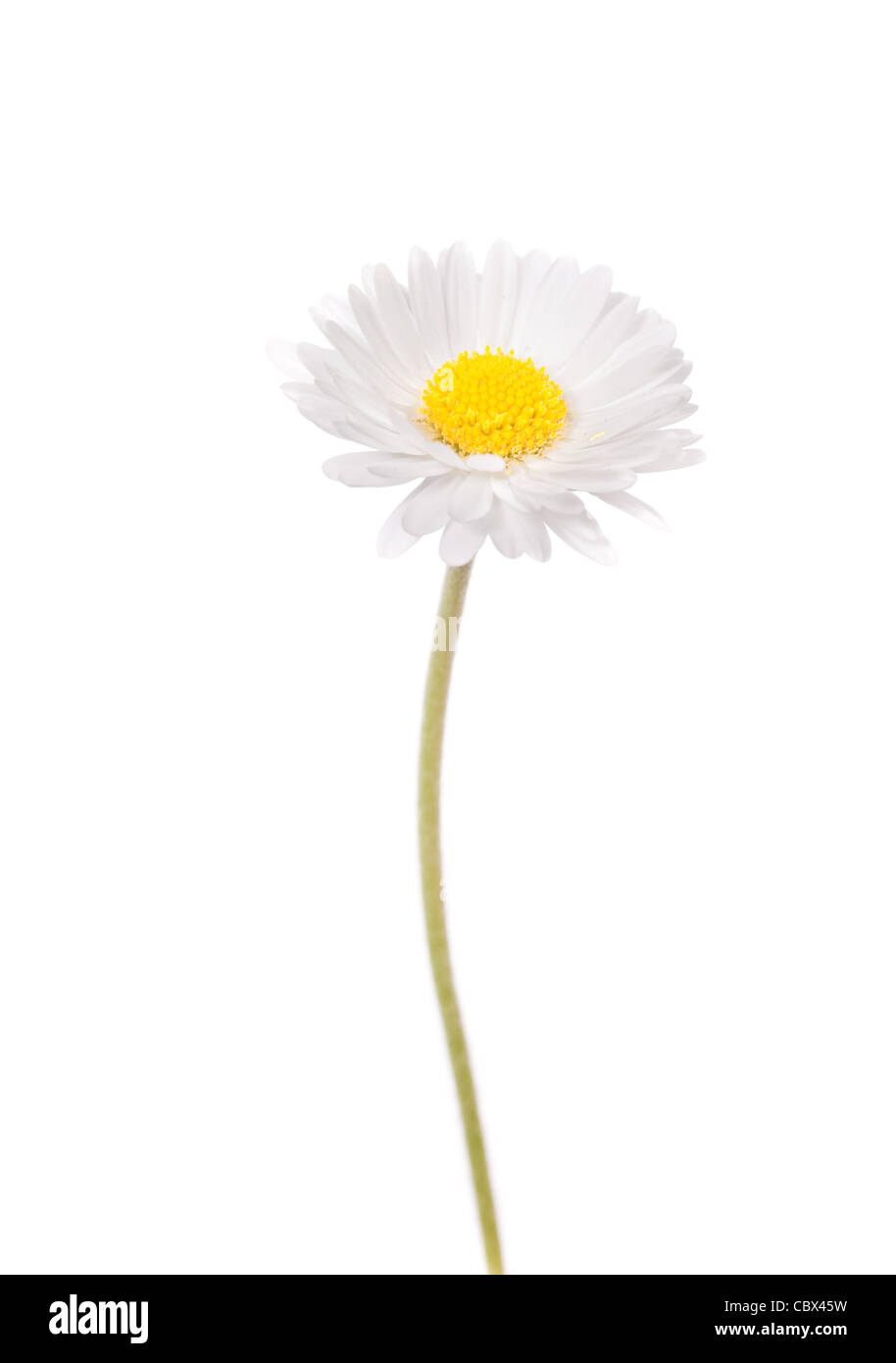 fresh daisy herb Stock Photo - Alamy