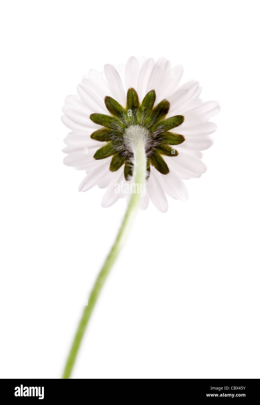 fresh daisy herb Stock Photo - Alamy