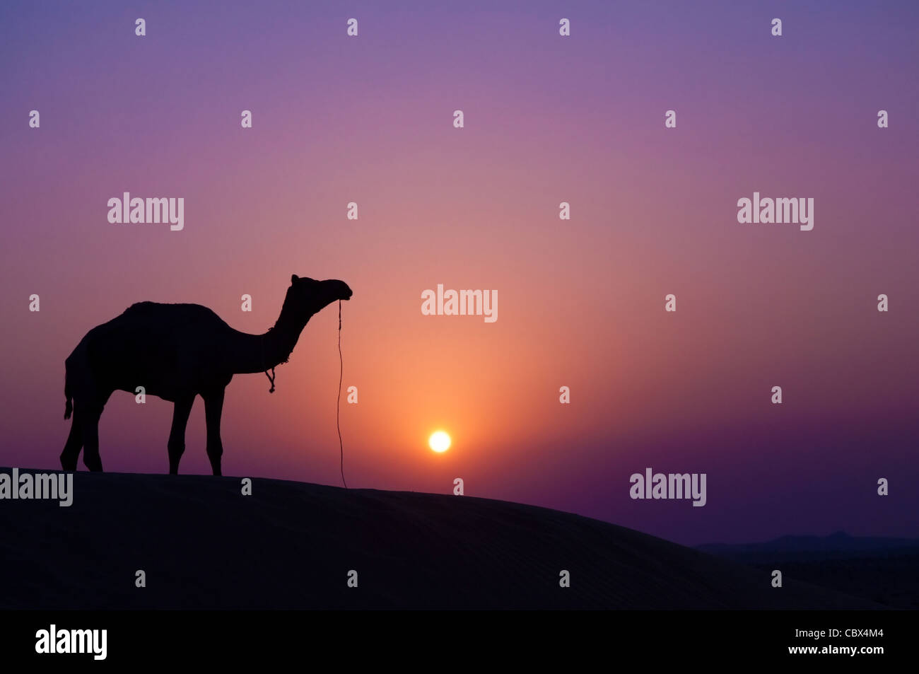 Desert landscape with camel at sunset Stock Photo - Alamy
