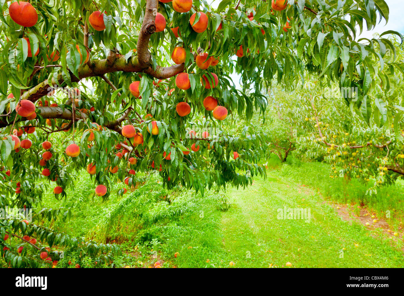 Peach orchard hi-res stock photography and images - Alamy