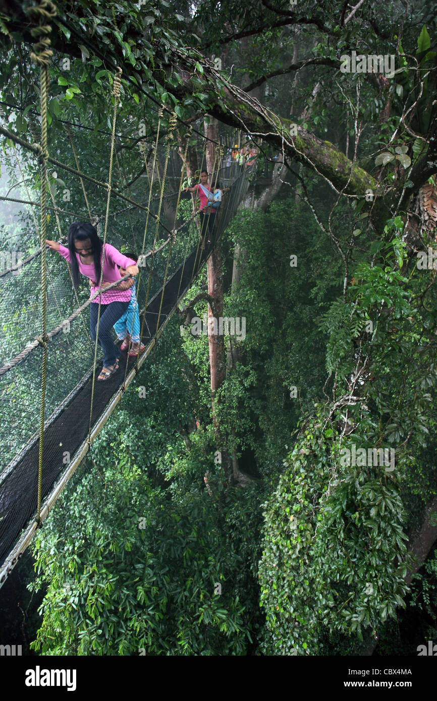 Group of Asian tourists walking on Canopy Sky walk at Poring Hot ...