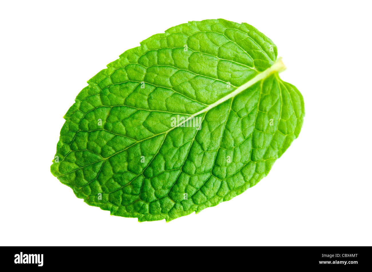 Isolated macro of fresh mint leaf Stock Photo - Alamy