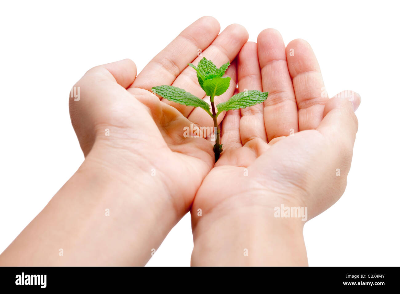 Green mint on hand with white background Stock Photo - Alamy