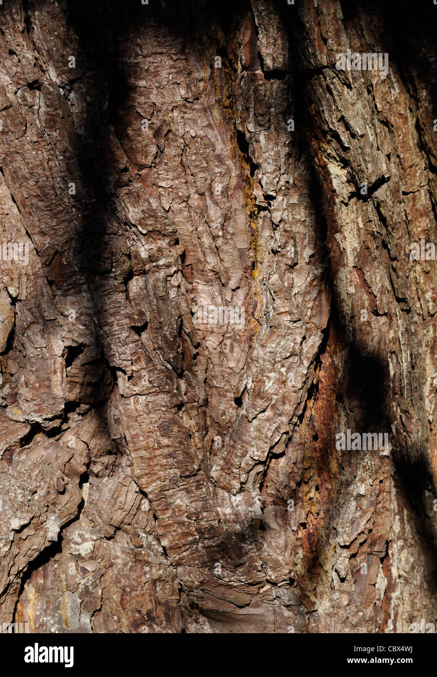 Monterey Pine Pinus Radiata High Resolution Stock Photography and ...