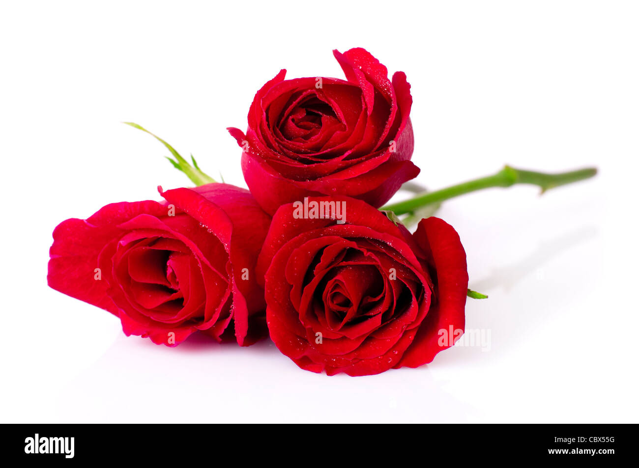 Image of roses on white background Stock Photo - Alamy