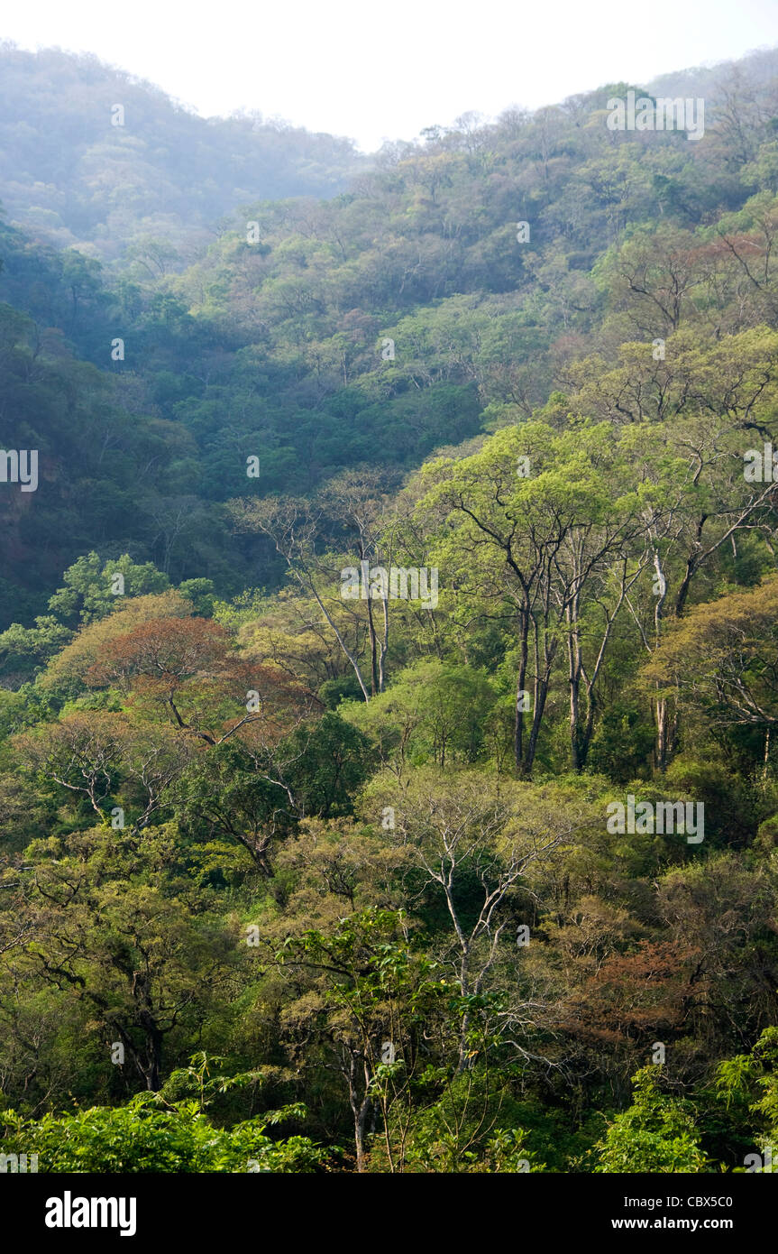 Bolivia. Santa Cruz department. River valley Piray Stock Photo - Alamy
