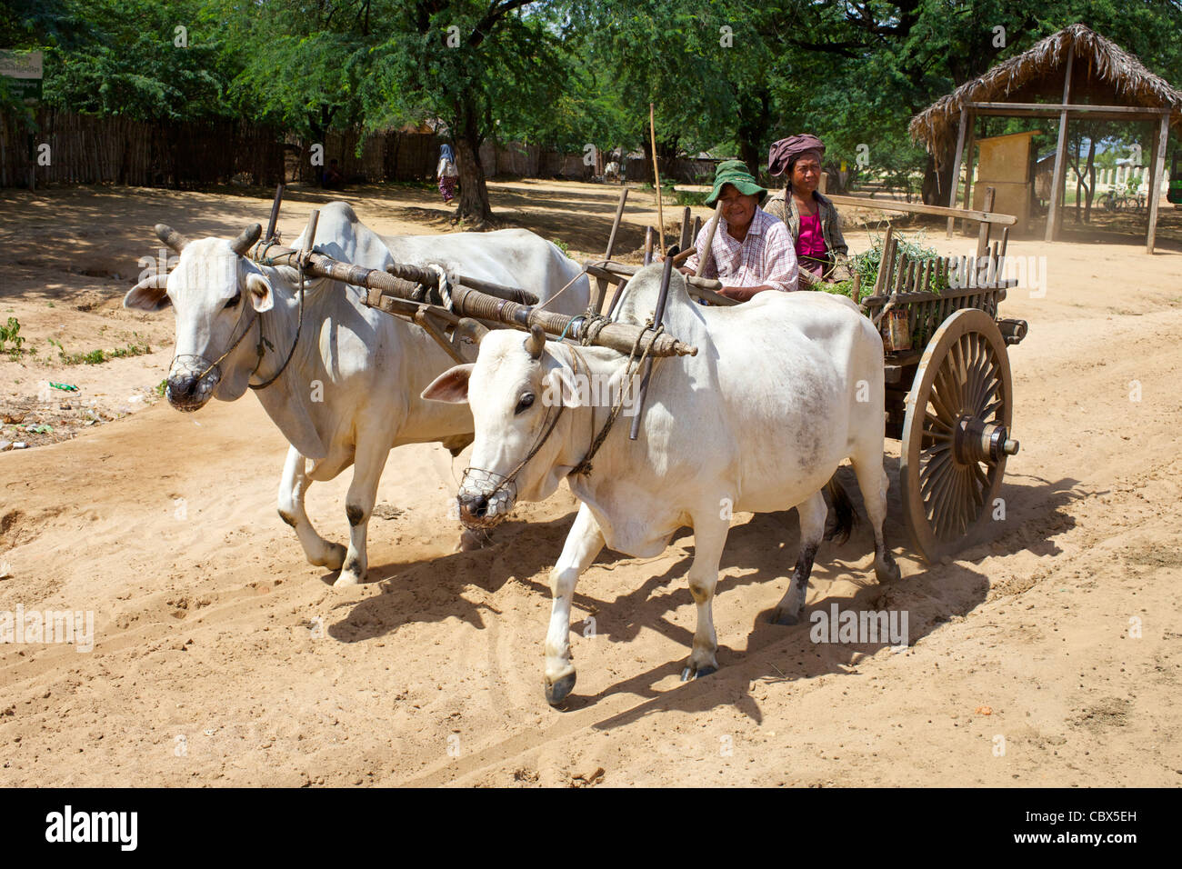 An Ox cart carries two farmers in Bagan, Myanmar Stock Photo - Alamy