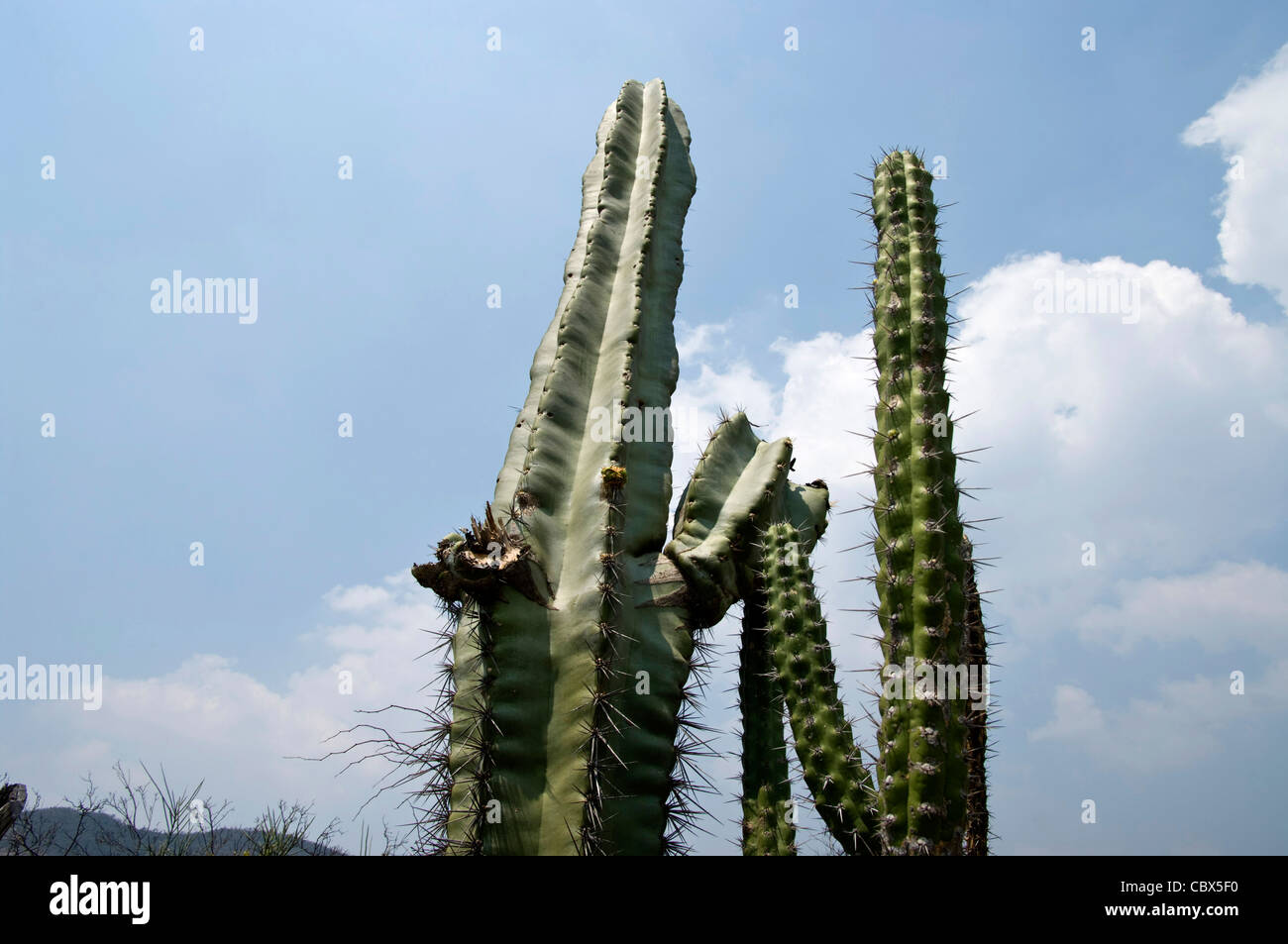Bolivia. Cochabamba department. Cactus in the desert (Cactaceae ...