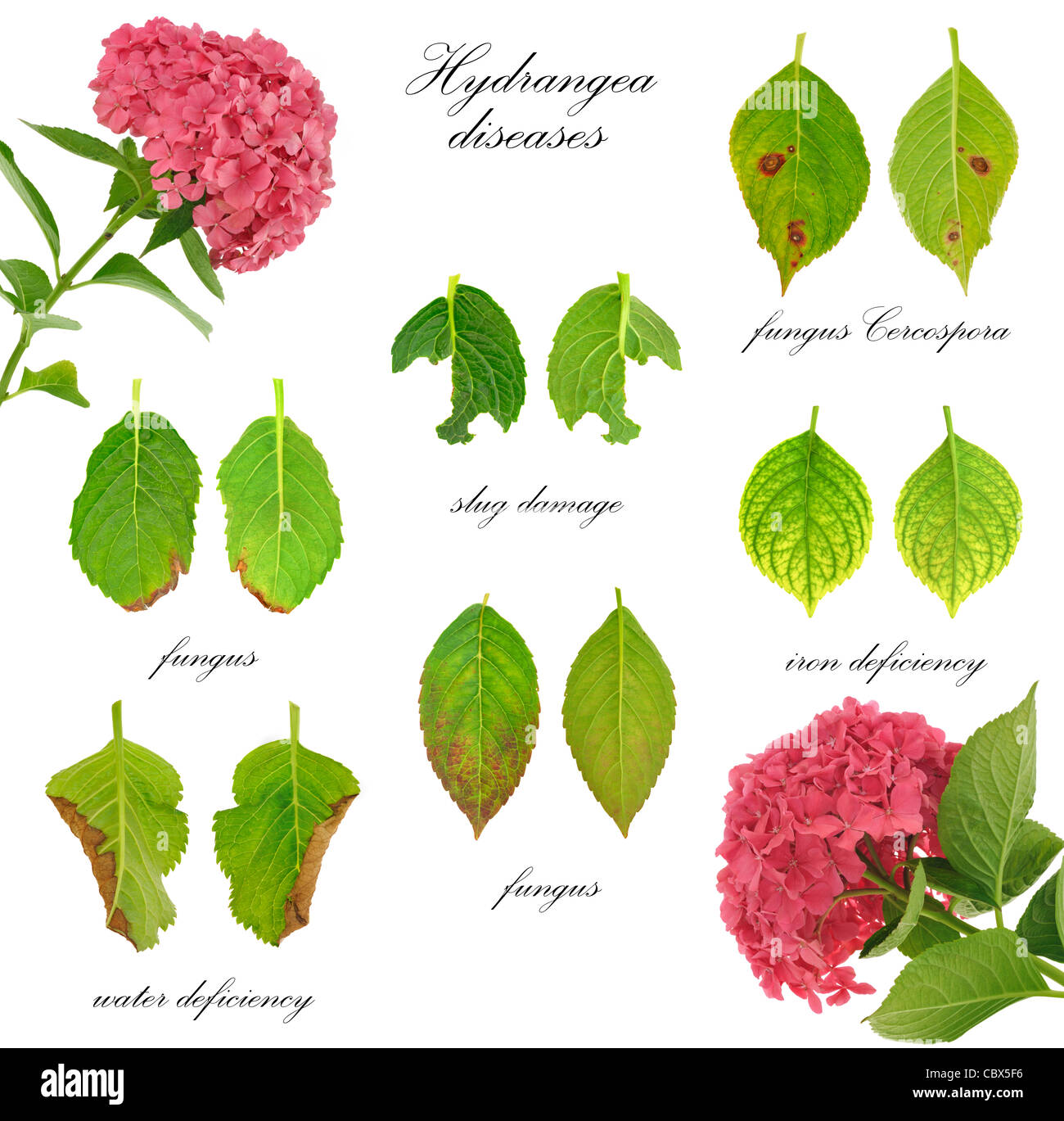 Diseases of Hydrangea macrophylla flower isolated on white background ...