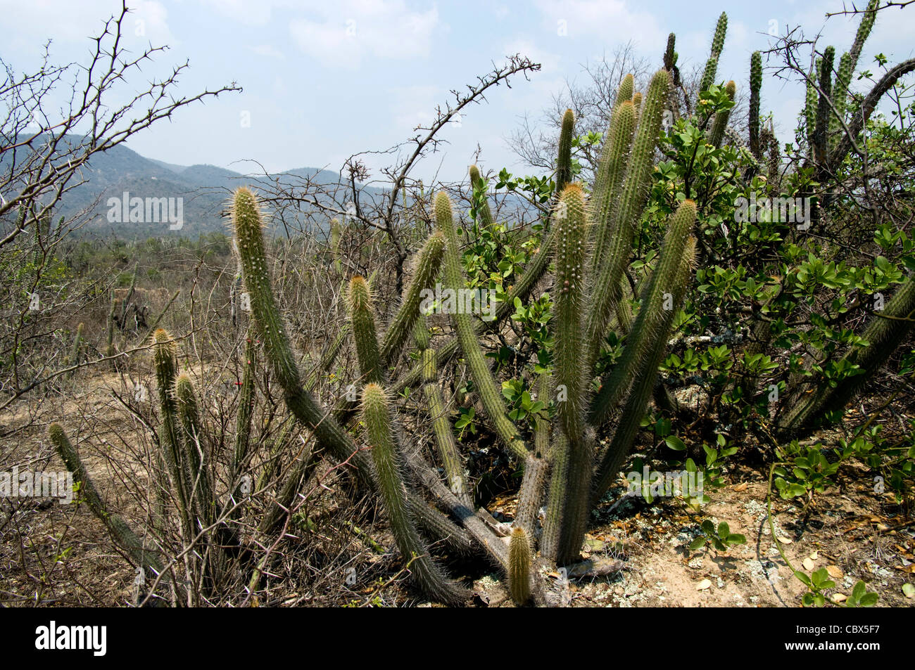 Bolivia. Cochabamba department. Cactus in the desert (Cactaceae ...