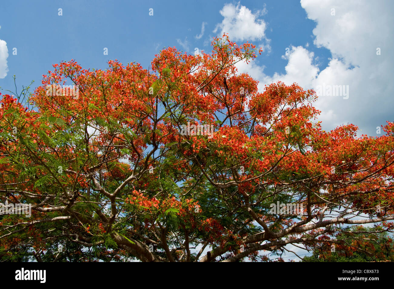 Bolivia.Santa Ana (Chiquitania). Old Jesuit Mission(1755). World ...