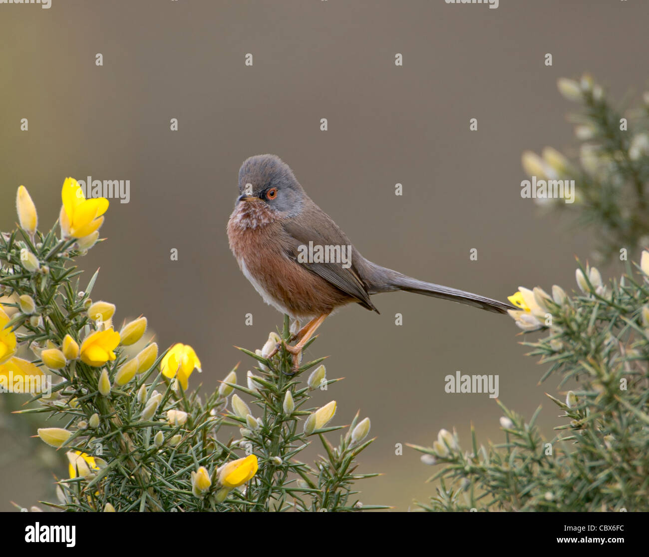 Dartford Warbler on gorse in the new forest Stock Photo - Alamy