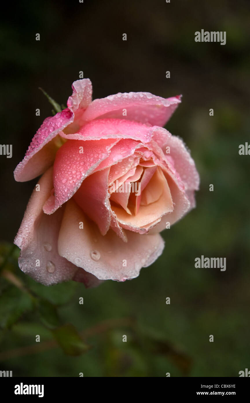 Shaded Rose High Resolution Stock Photography and Images - Alamy