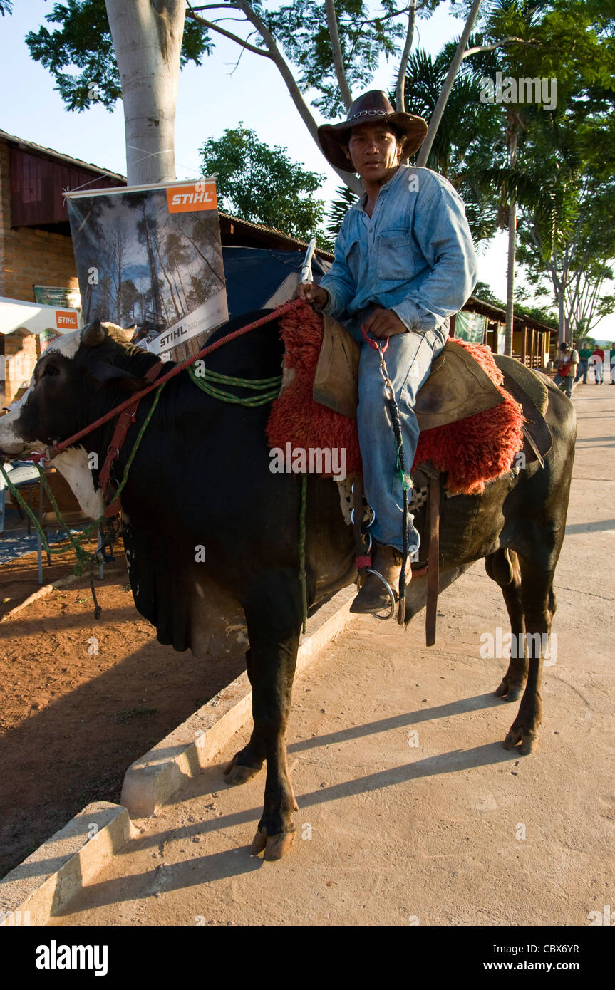 Bolivia. Santa Cruz. Bovine cattle Stock Photo - Alamy