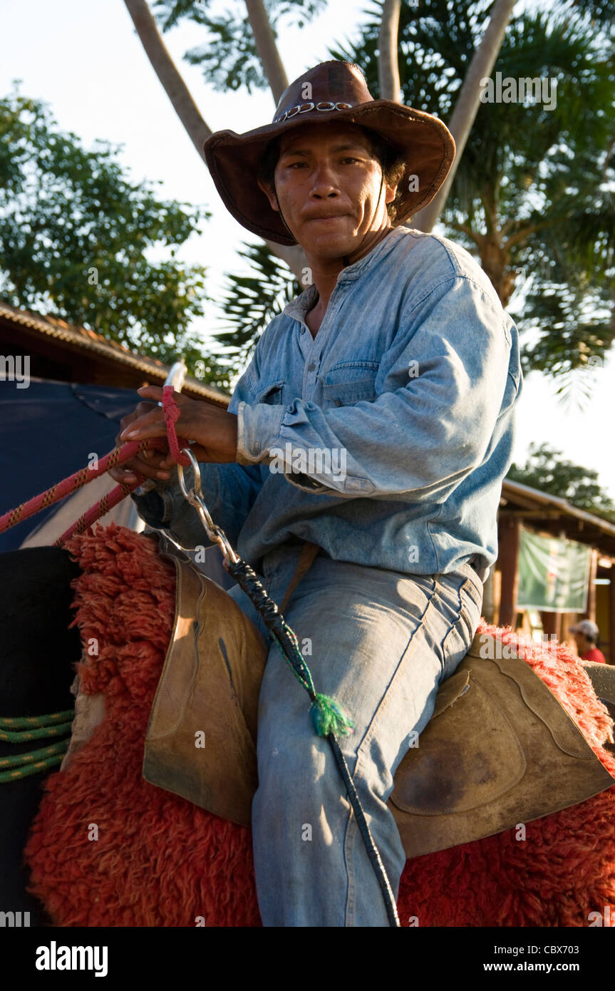 Bolivia. Santa Cruz. Bovine cattle Stock Photo - Alamy