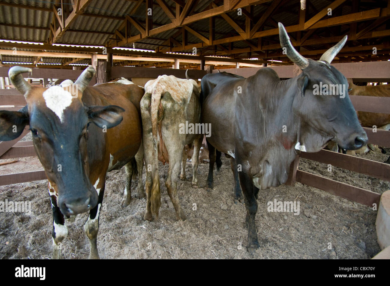Bolivia santa cruz bovine cattle hi-res stock photography and images ...