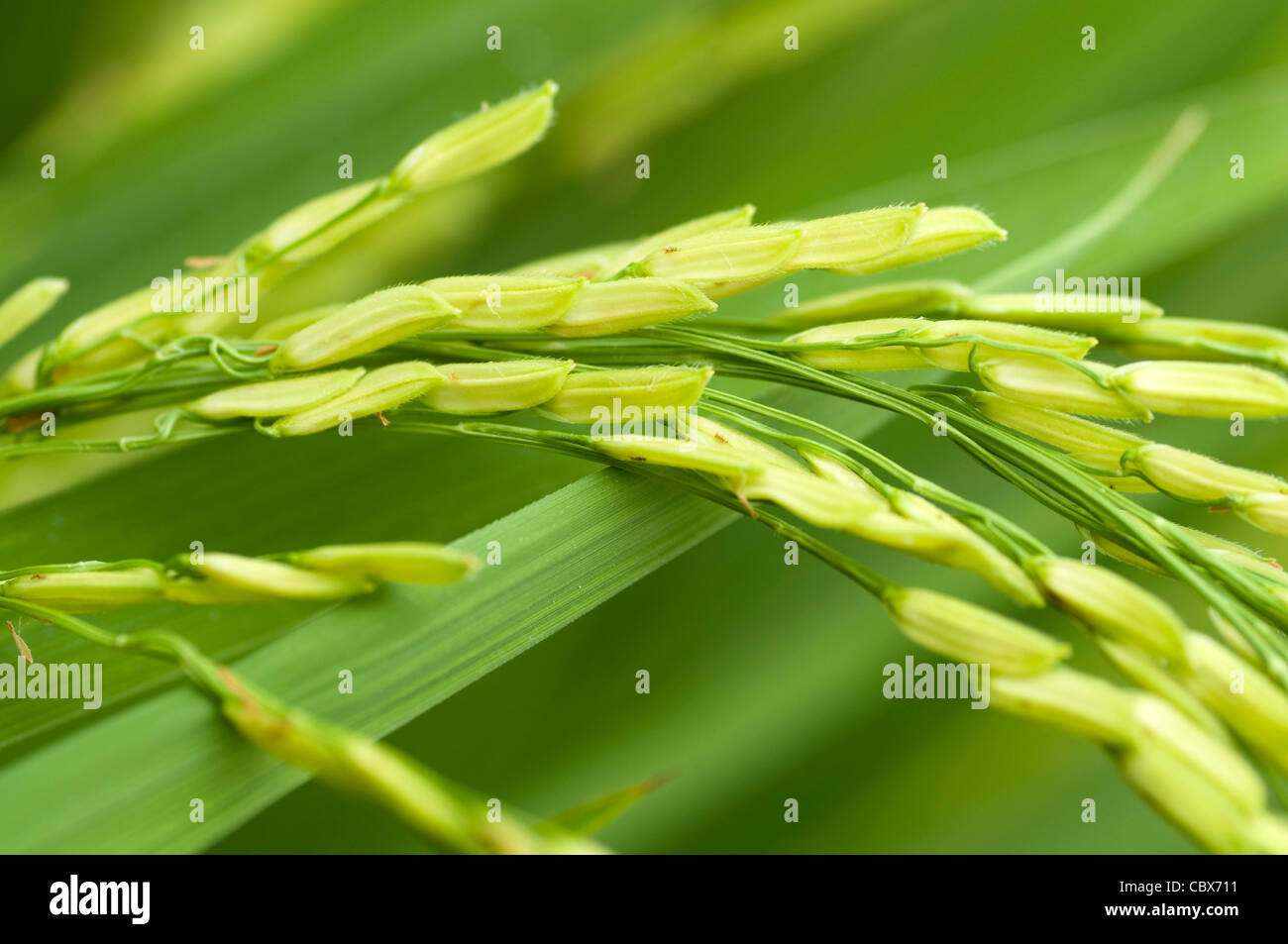 Close up paddy rice Stock Photo - Alamy
