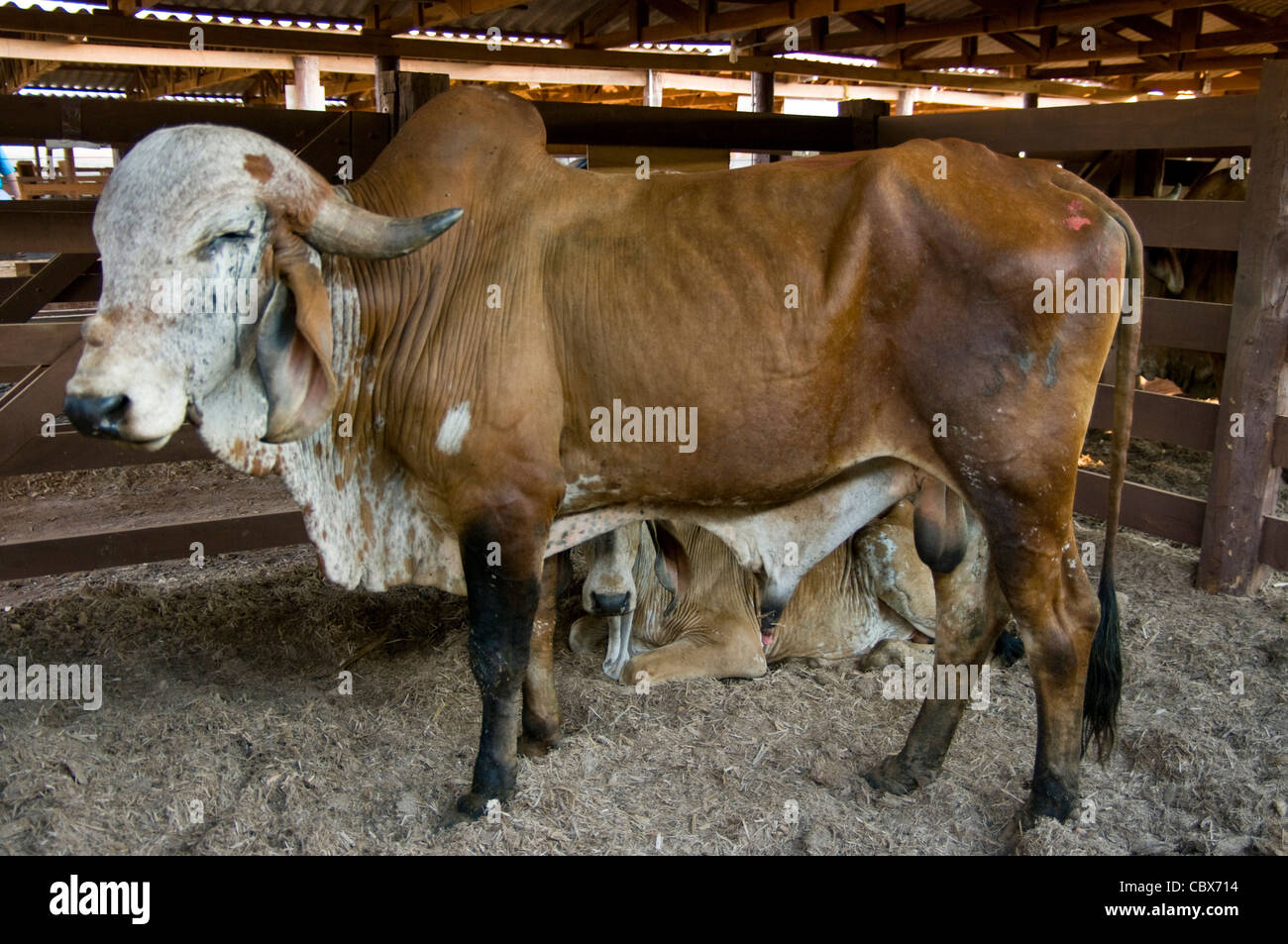 Bolivia. Santa Cruz. Bovine cattle Stock Photo - Alamy