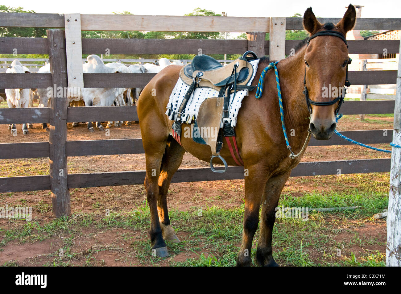 Bolivia ruminant mammal hi-res stock photography and images - Alamy