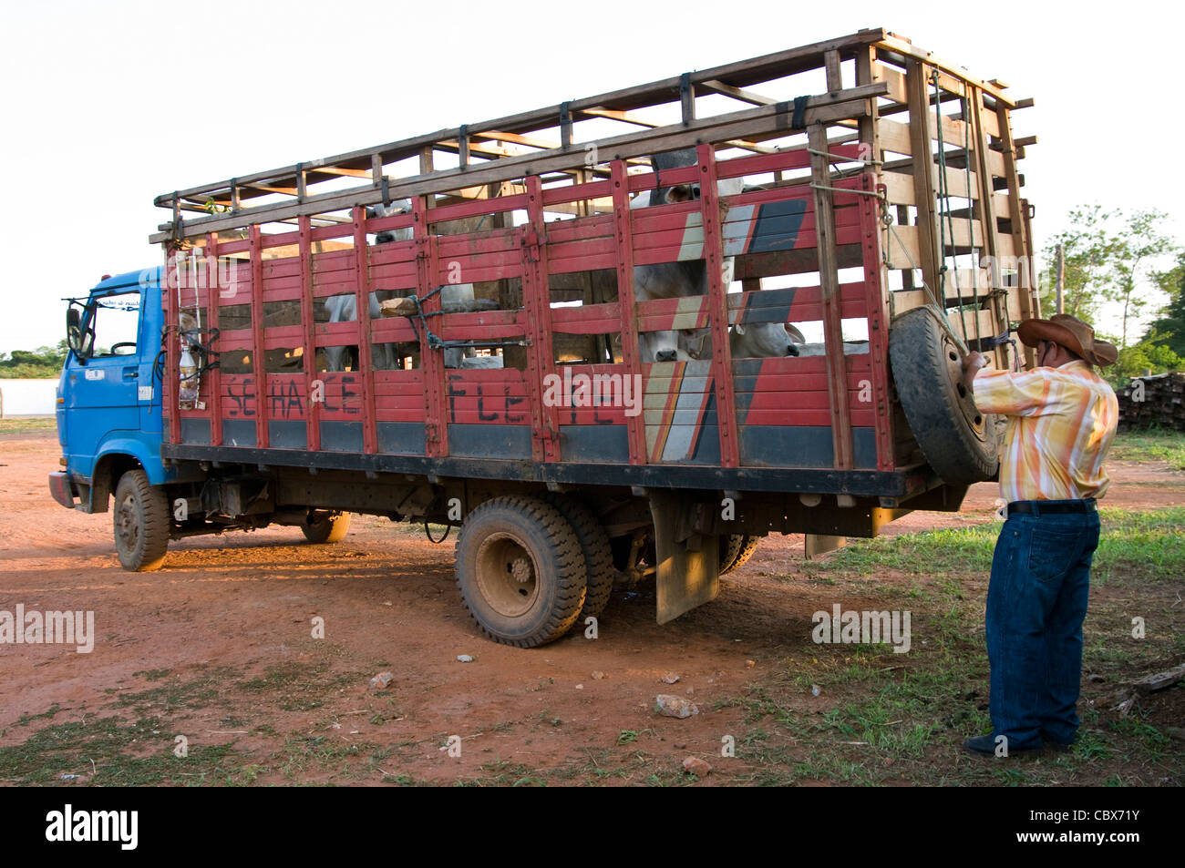 Santa Cruz Cattle High Resolution Stock Photography and Images - Alamy
