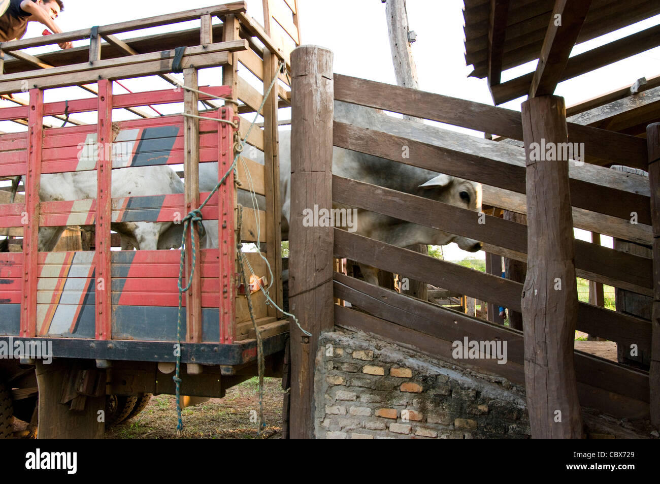 Bolivia. Santa Cruz. Bovine cattle Stock Photo - Alamy
