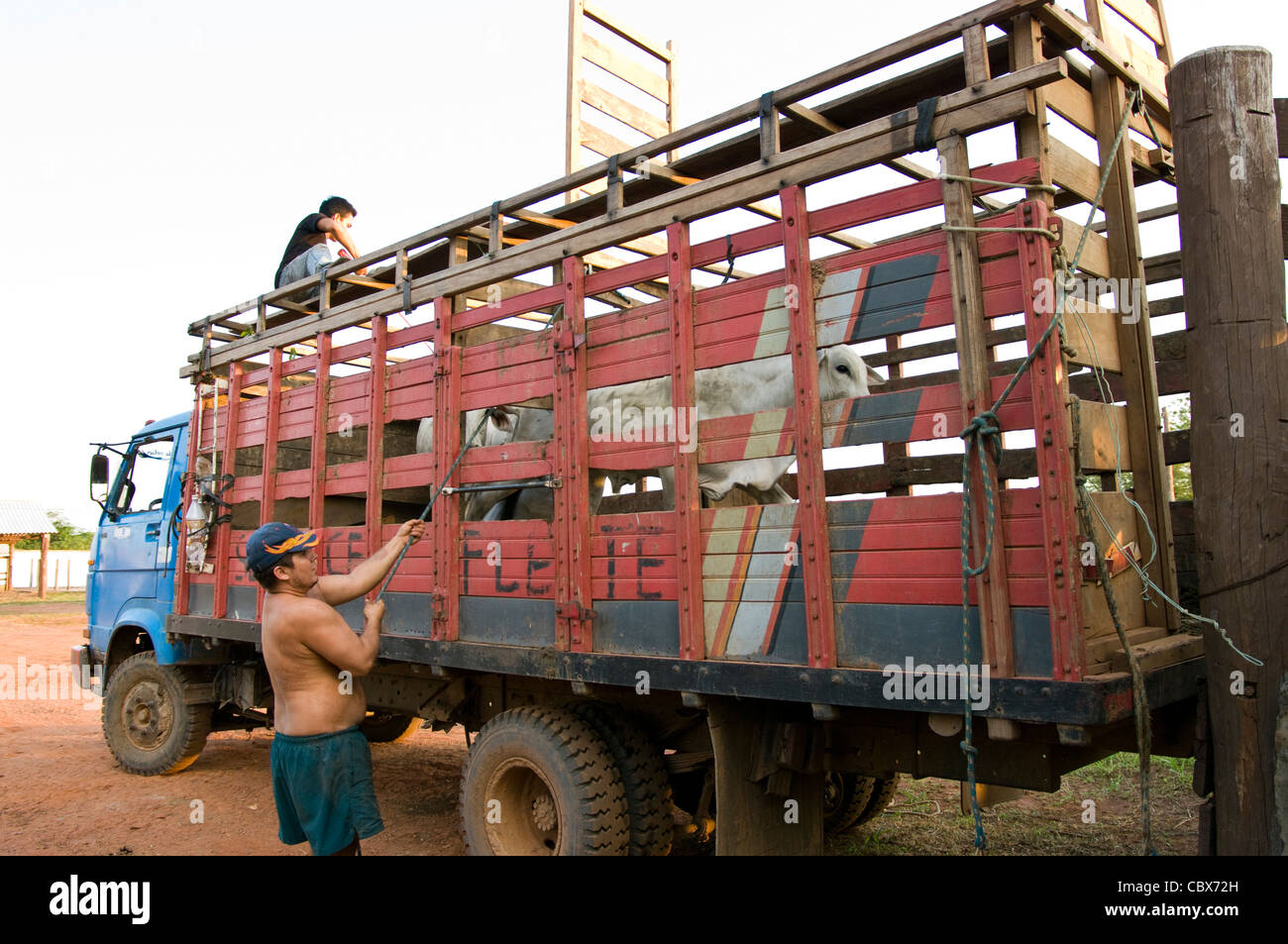 Bolivia. Santa Cruz. Bovine cattle Stock Photo - Alamy