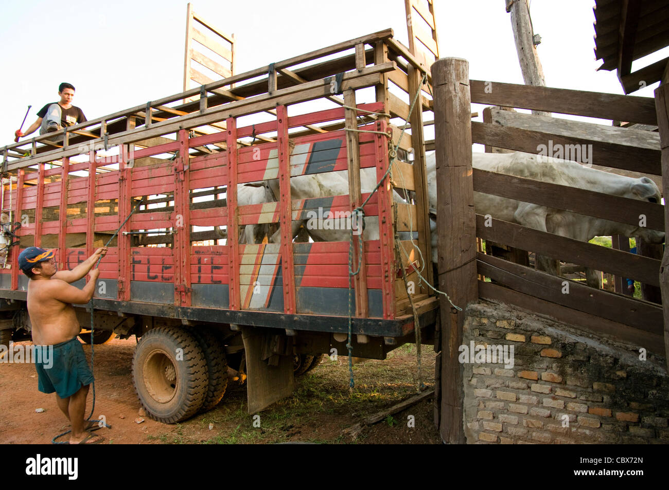 Bolivia. Santa Cruz. Bovine cattle Stock Photo - Alamy