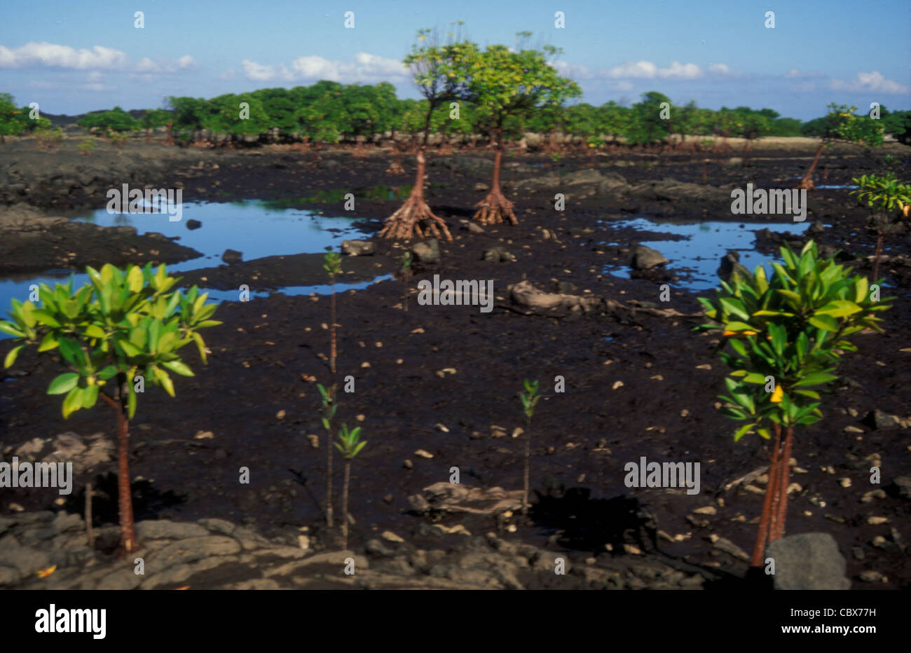 Young Rhizophora mangle mangrove trees on the coast of Grand Comore ...