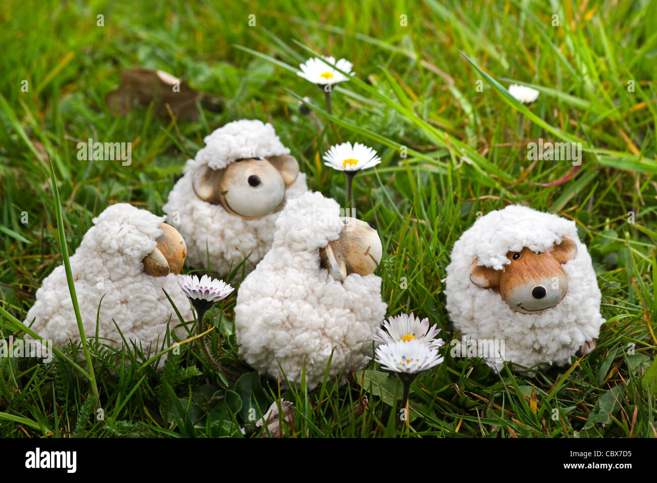 Sheep grass hi-res stock photography and images - Alamy
