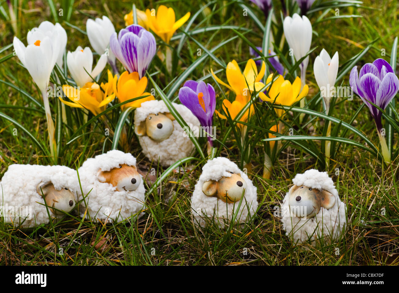Little sheep hi-res stock photography and images - Alamy
