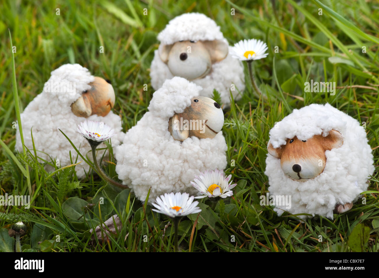 Sheep grass hi-res stock photography and images - Alamy