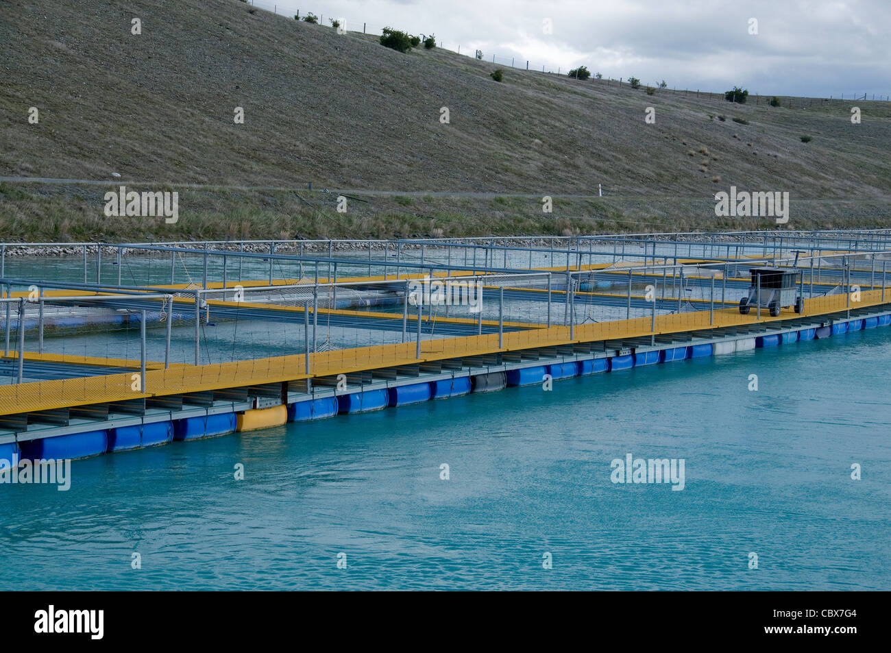 New Zealand's Mount Cook Alpine Salmon farm produces all commercially ...