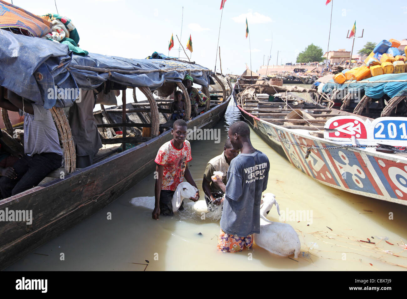 Men washing goats, in harbour of Mopti, Mali, west Africa Stock Photo ...