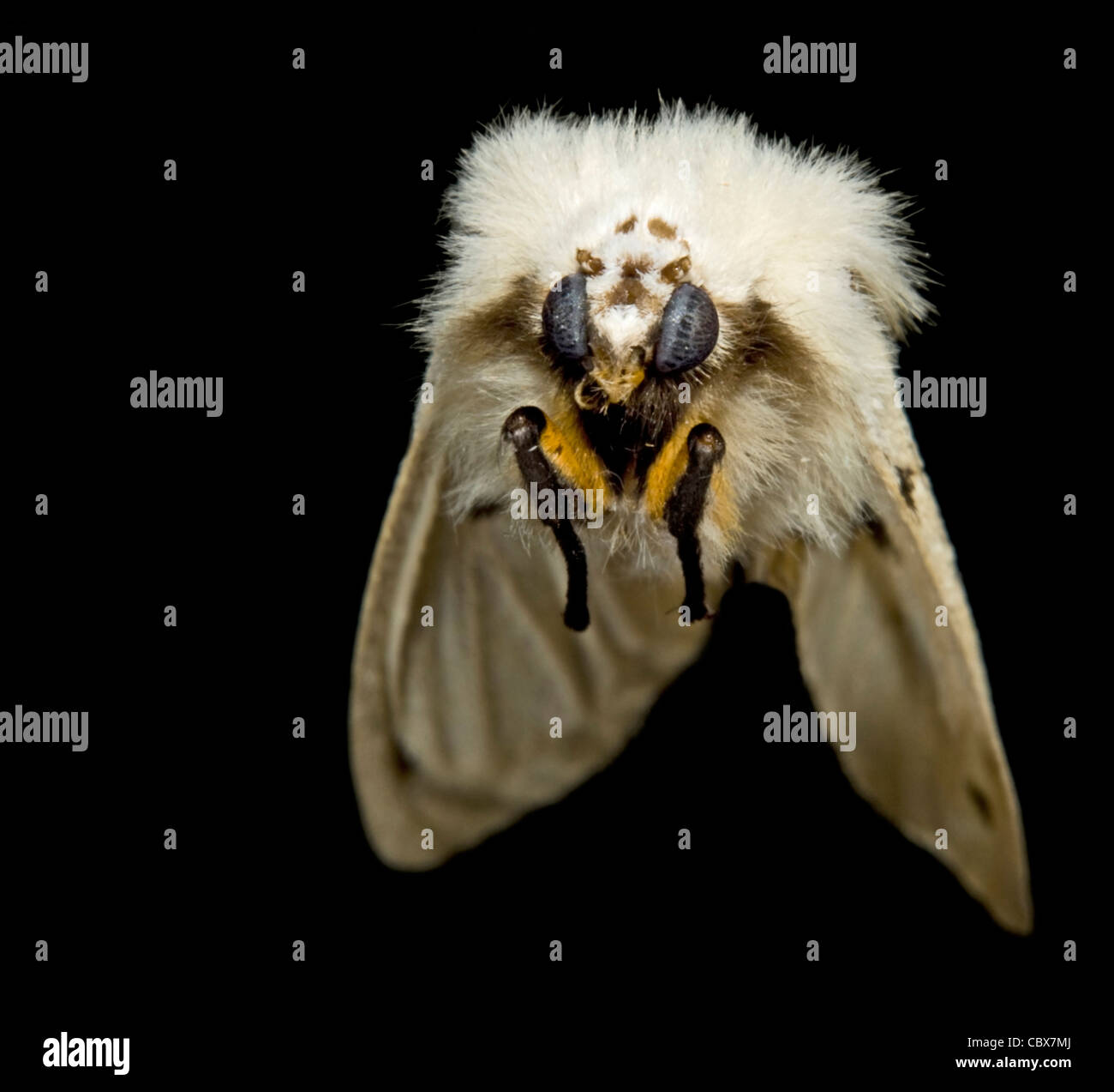 Flying moth hi-res stock photography and images - Alamy