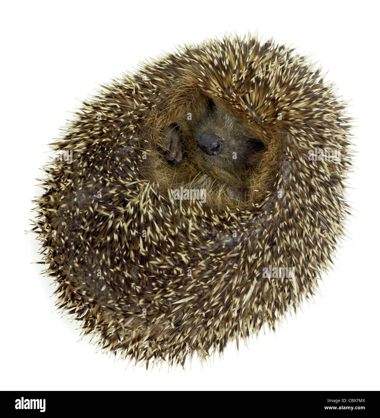 a young rolled-up hedgehog. Studio photography in white back Stock ...